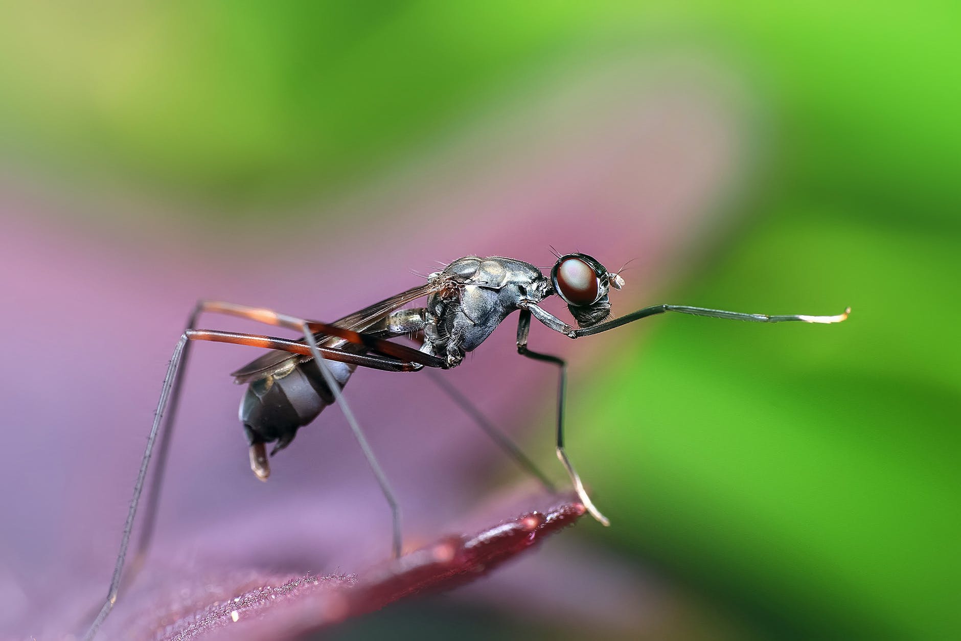Muggenallergie: dit doe je ertegen - Vrouwpedia